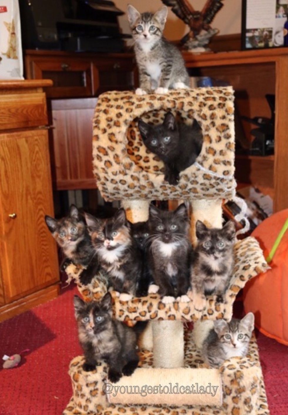 Stray Cat Found Trying to Feed 9 Kittens Even Though She Had No Food ...