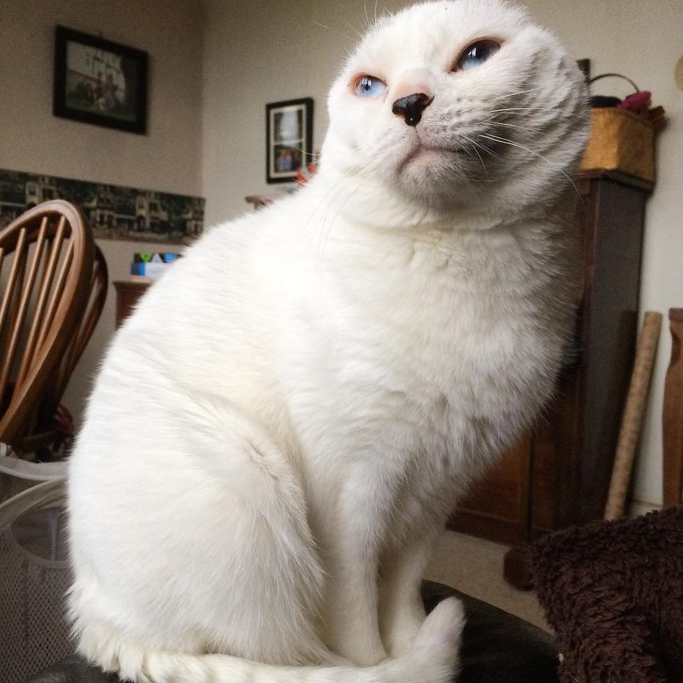 Woman Takes a Chance on Earless Senior Cat While Others Pass Him By, A ...