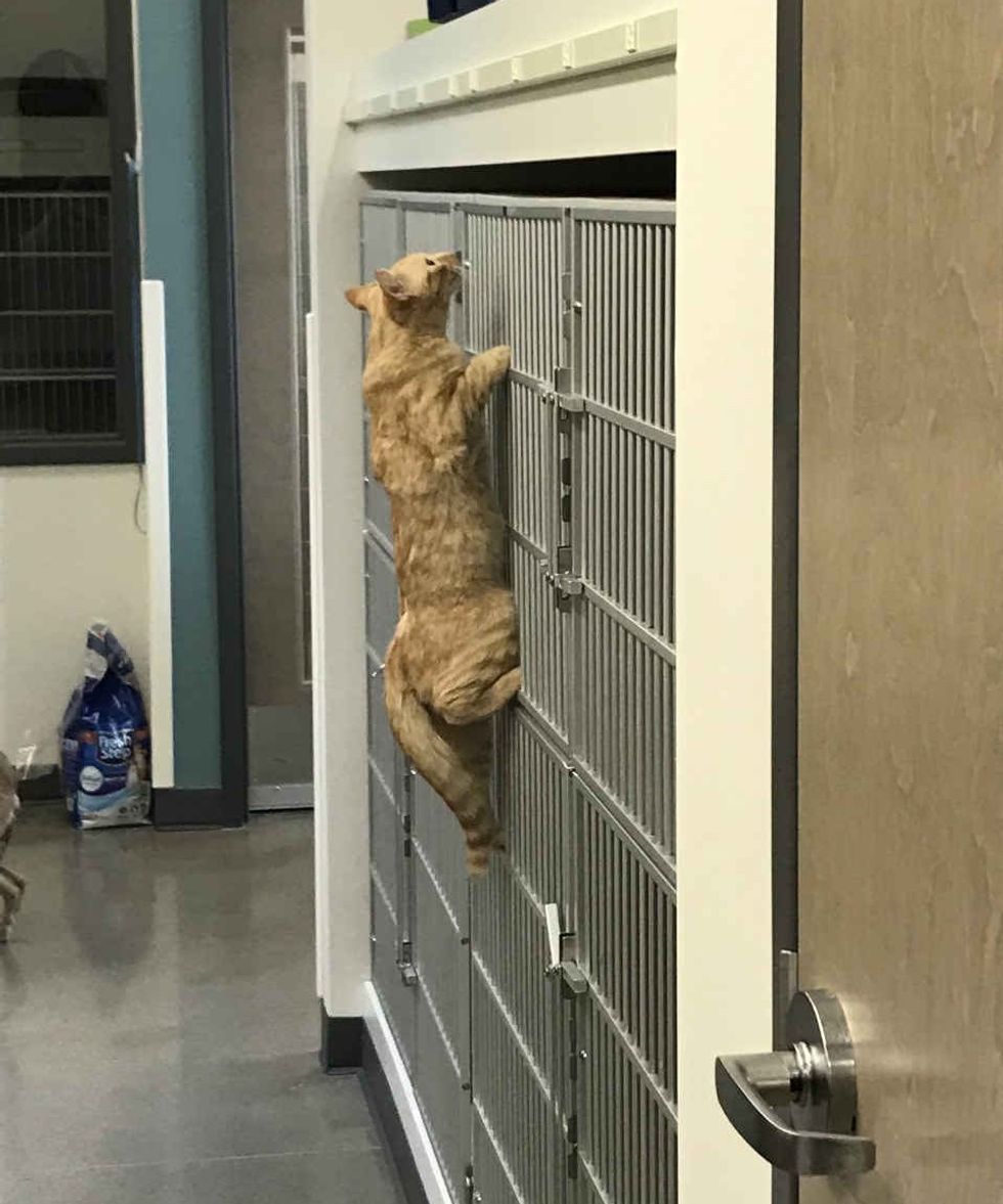 Cat Living at Vet's Office Calms Scared and Injured Animals... (with ...