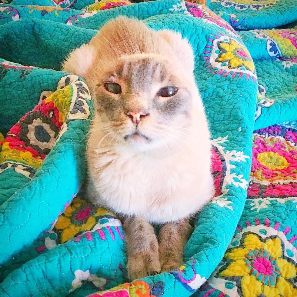 Senior Cat Lost Ears and Teeth Finds Happiness Through Love - Love Meow
