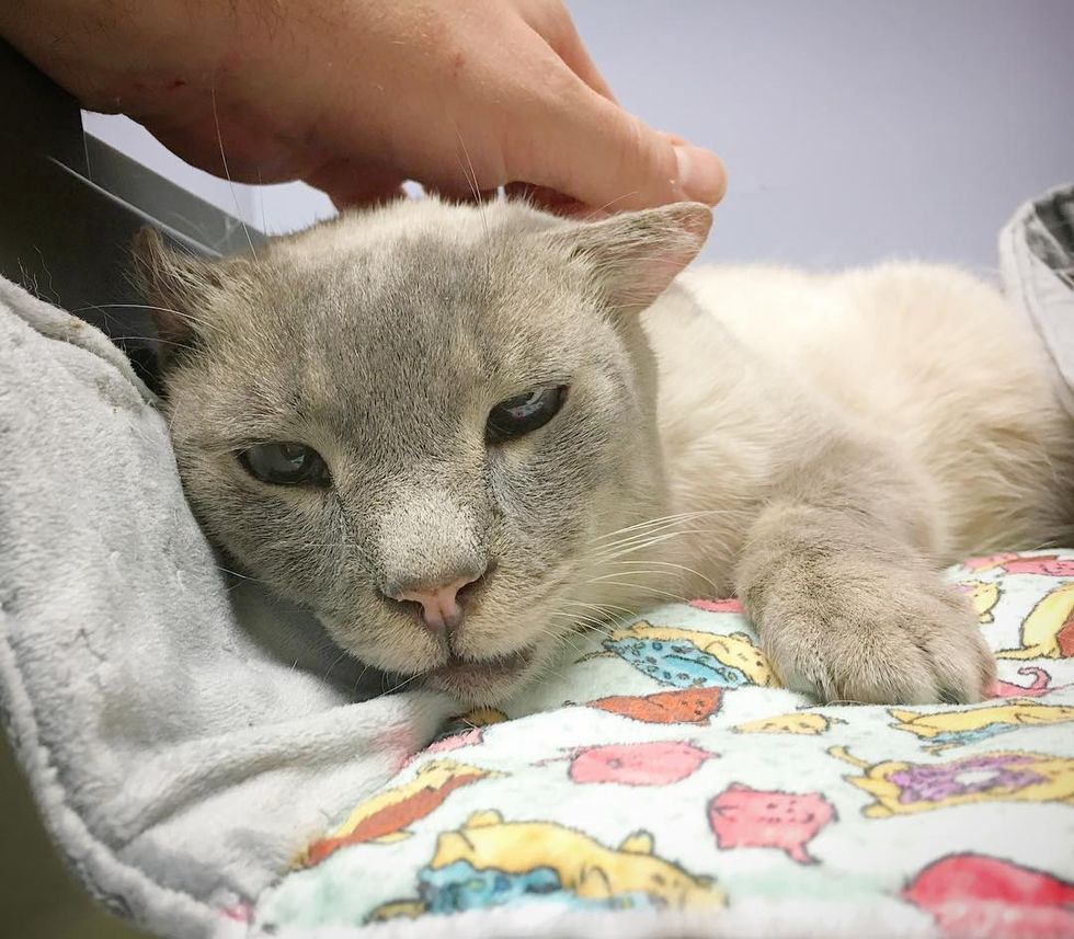 Senior Cat Lost Ears and Teeth Finds Happiness Through Love - Love Meow