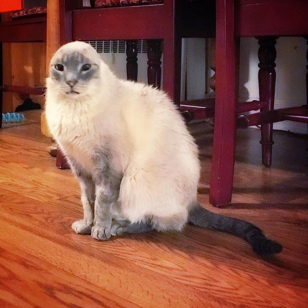 Senior Cat Lost Ears and Teeth Finds Happiness Through Love - Love Meow