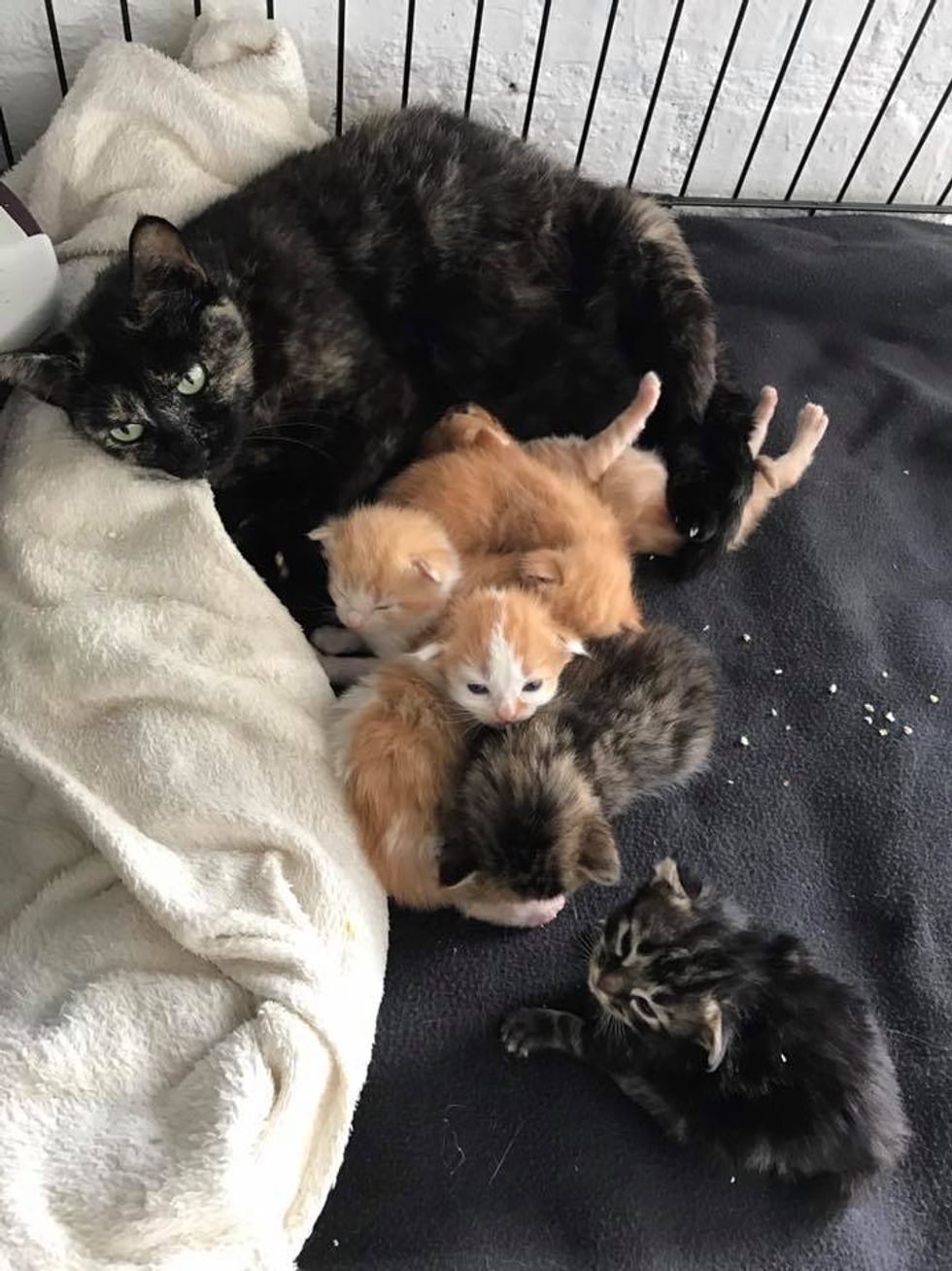 Man Saves Kittens and Refuses to Leave without the Mom, After Hours of ...