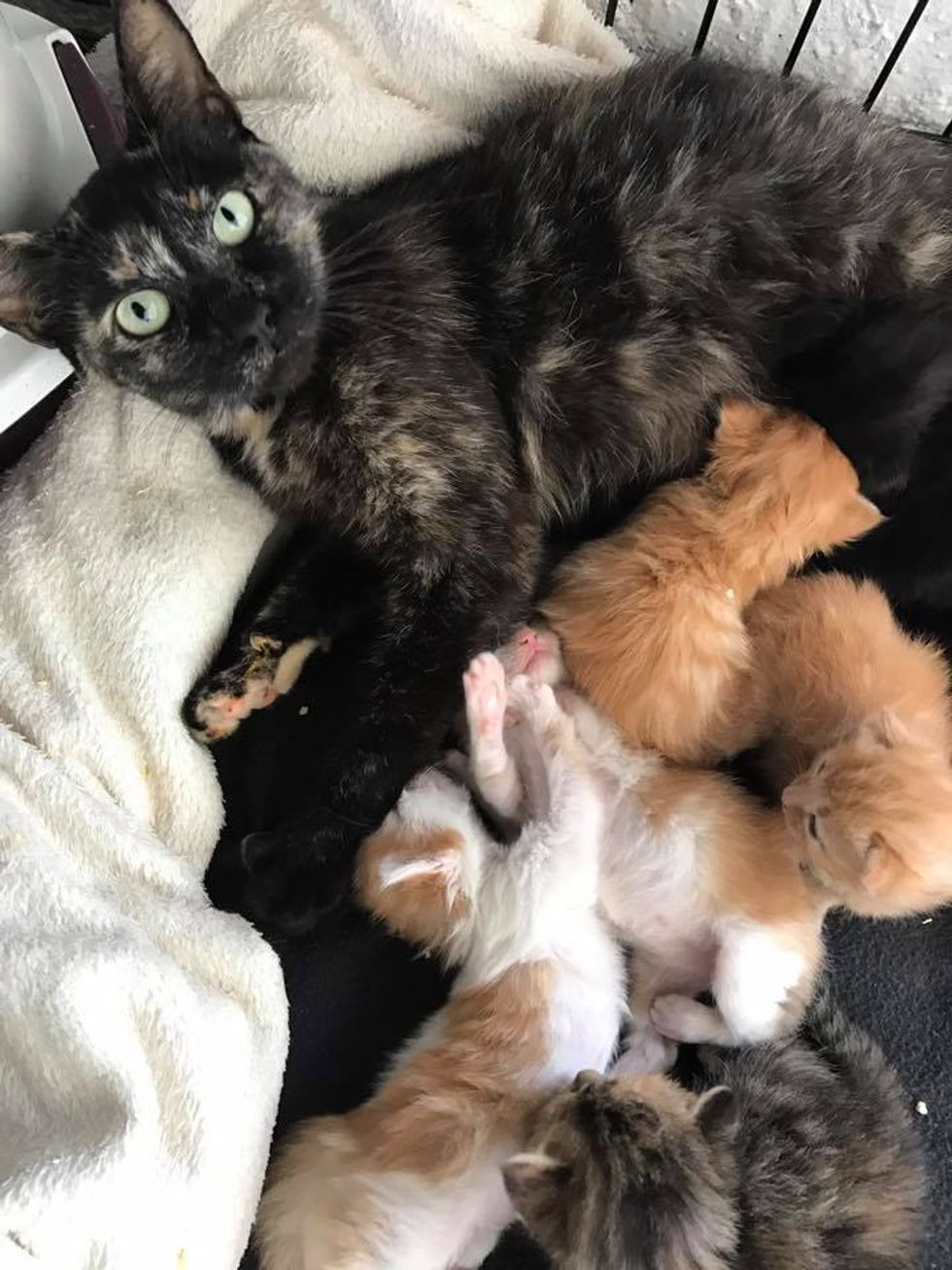 Man Saves Kittens and Refuses to Leave without the Mom, After Hours of ...