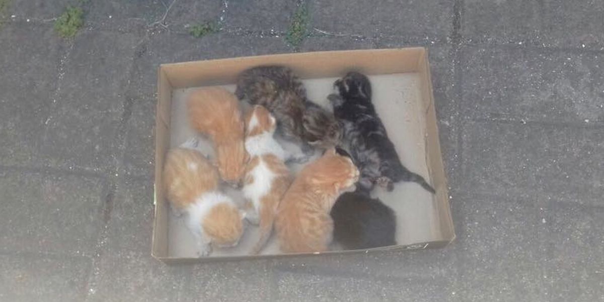 Man Saves Kittens and Refuses to Leave without the Mom, After Hours of ...