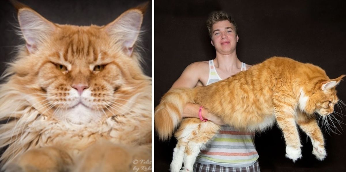 These 10+ Cats Are Perhaps the Most Majestic Creatures that Purr ...