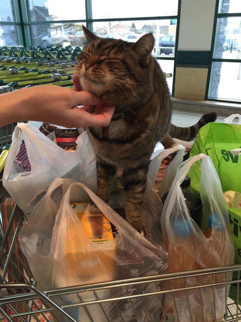 Beloved Supermarket Cat to Be Immortalized at Store He Visited Almost ...