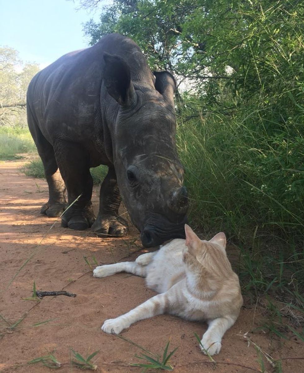 Rescued Cat Bonds with Orphaned Baby Rhino and Begin an Adorable ...