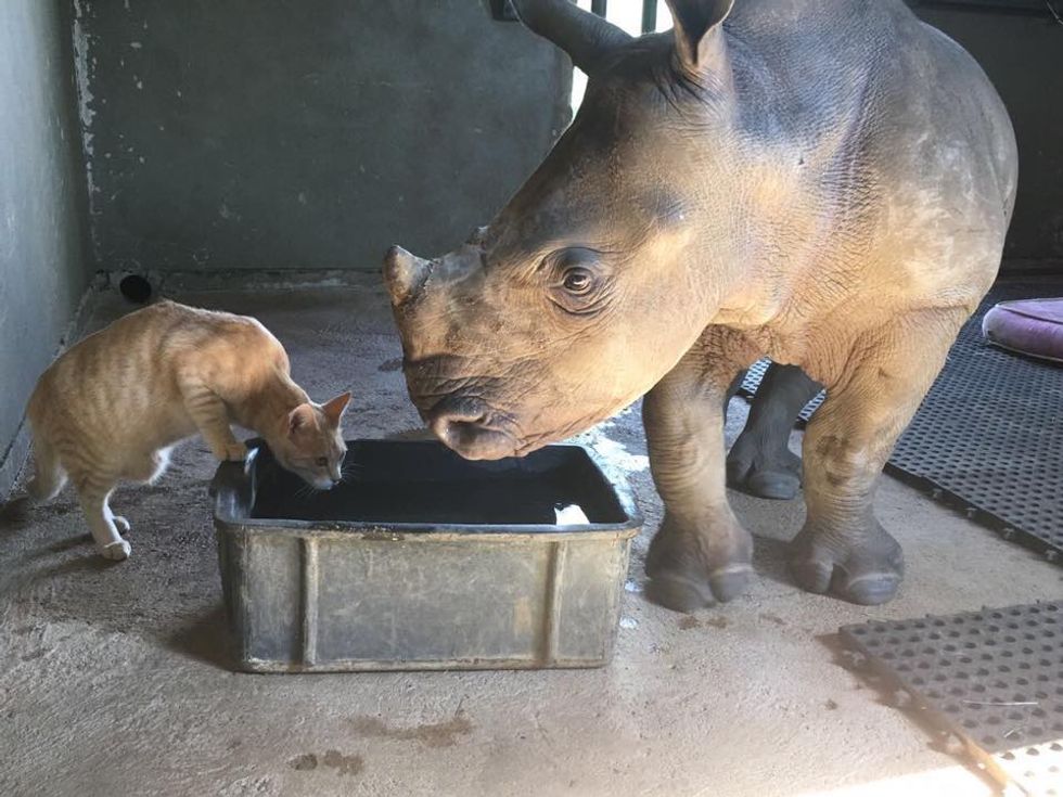 Rescued Cat Bonds with Orphaned Baby Rhino and Begin an Adorable ...