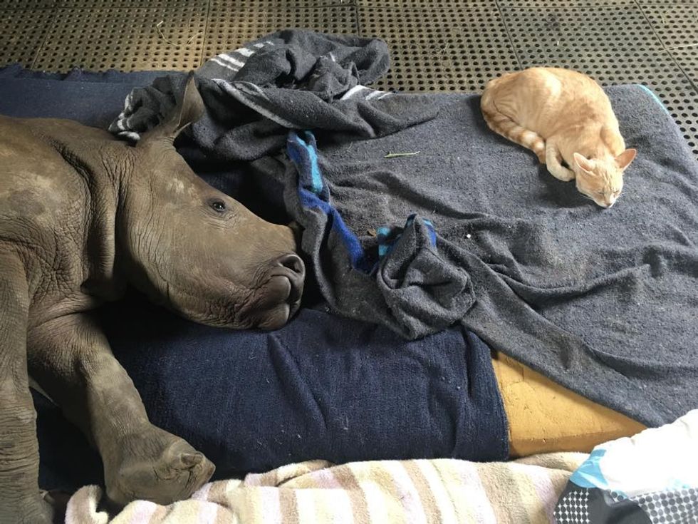 Rescued Cat Bonds with Orphaned Baby Rhino and Begin an Adorable ...