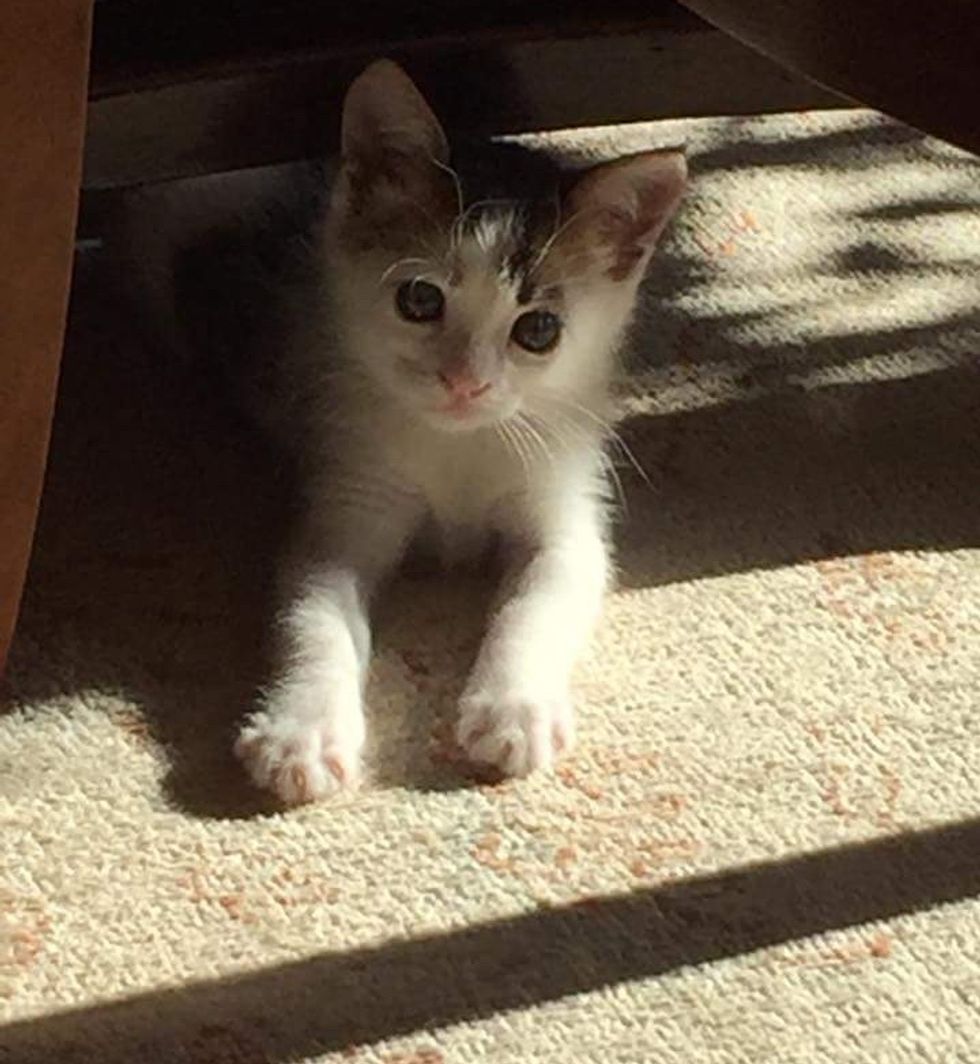 Woman Saves Orphaned Calico from Dumpster and is Surprised to Find Out ...