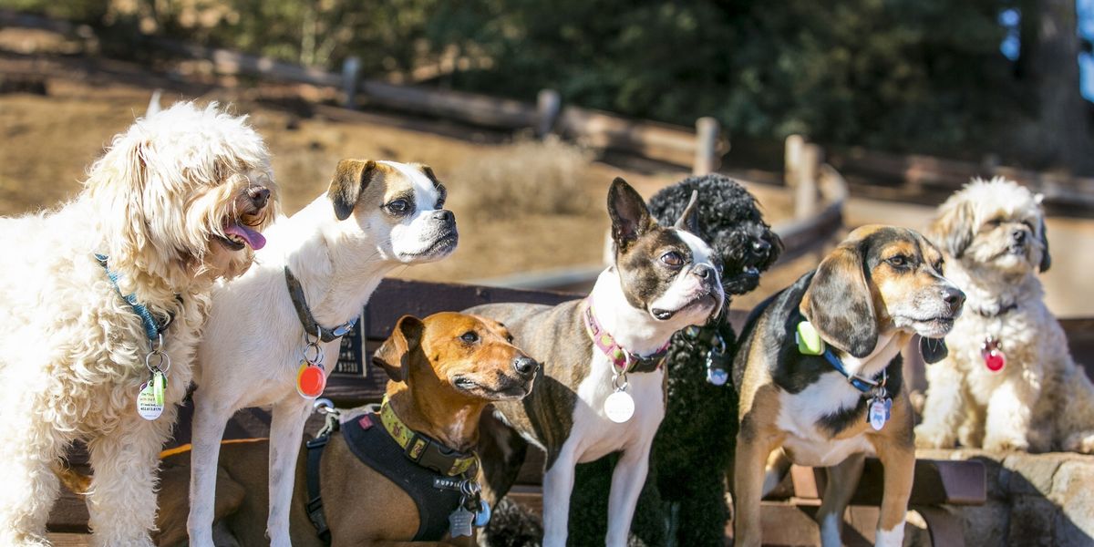 Review: Poof tracker lets you see the secret life of pets - Gearbrain