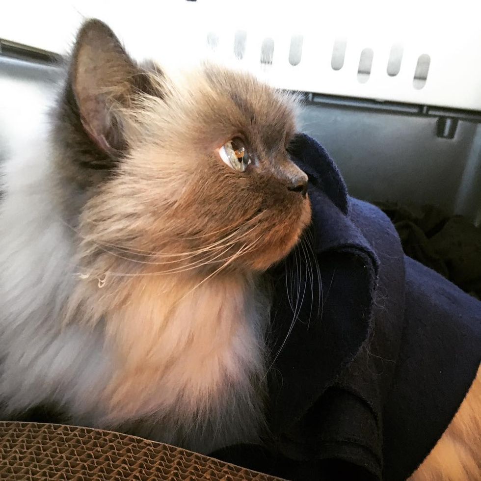 14-year Old Shelter Cat Who Lost Her Home Runs Up to Woman Asking to be ...