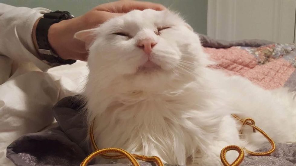 'Unadoptable' Cat Wouldn't Let Anyone Near Him But His Rescuer Never ...