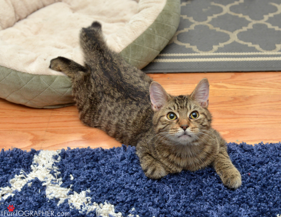 This Blind Kitty is a Bit Wobbly But He Surprises His Rescuers with His ...