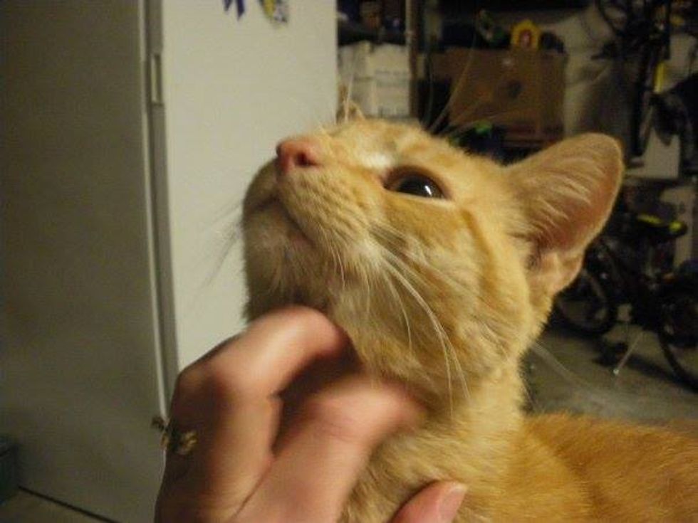 "Unwanted" Ginger Cat Shows Up on Doorstep Asking Family to Take Him in ...