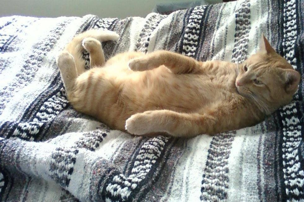 "Unwanted" Ginger Cat Shows Up on Doorstep Asking Family to Take Him in ...