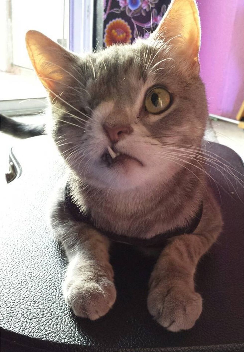 Couple Takes a Chance on a Special Cat Who Couldn't Find a Home, Now 2 ...