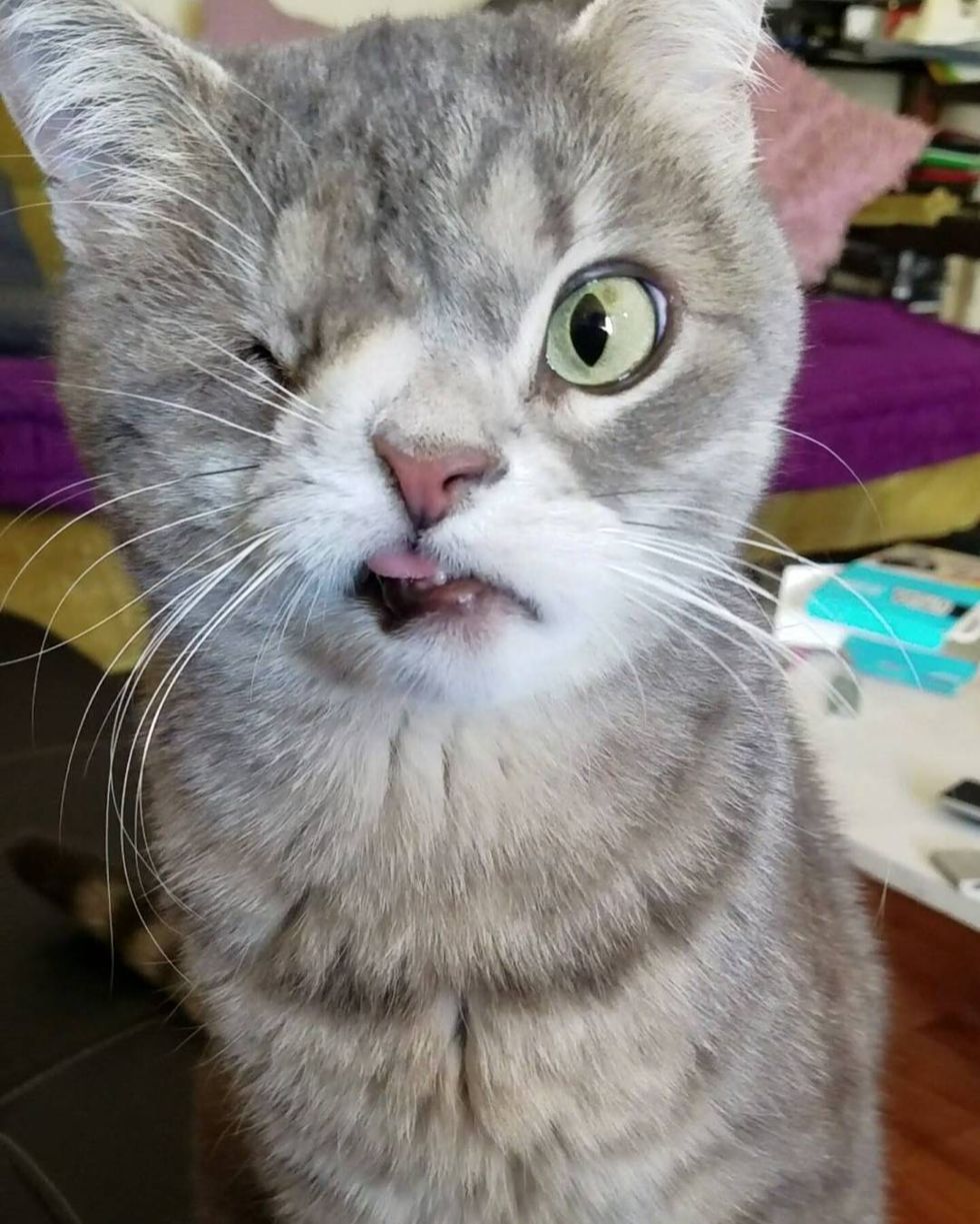 Couple Takes a Chance on a Special Cat Who Couldn't Find a Home, Now 2 ...