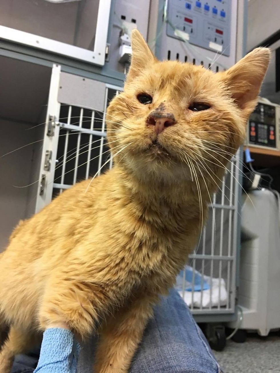 Elderly Stray Cat Can’t Stop Chirping with Joy After Being Saved From ...