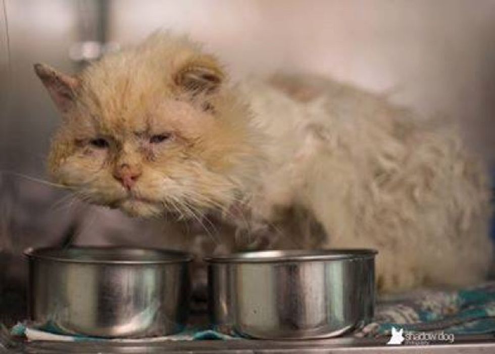 They Refuse to Give up On Sad Shelter Cat Who Was Found Wounded, a ...