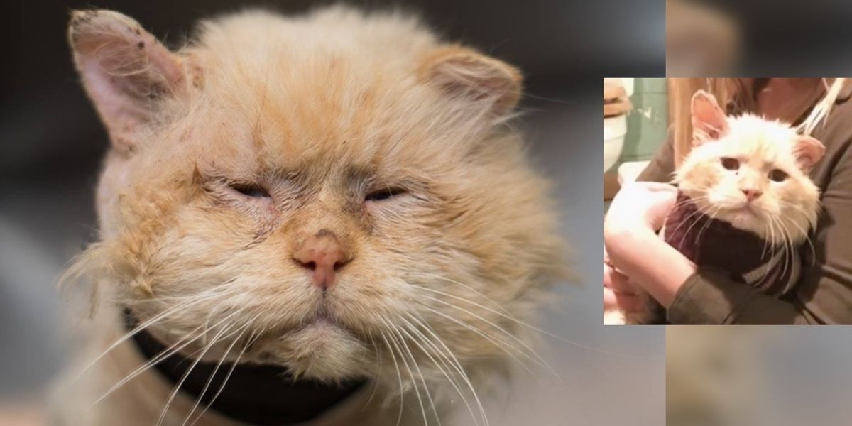 They Refuse to Give up On Sad Shelter Cat Who Was Found Wounded, a ...