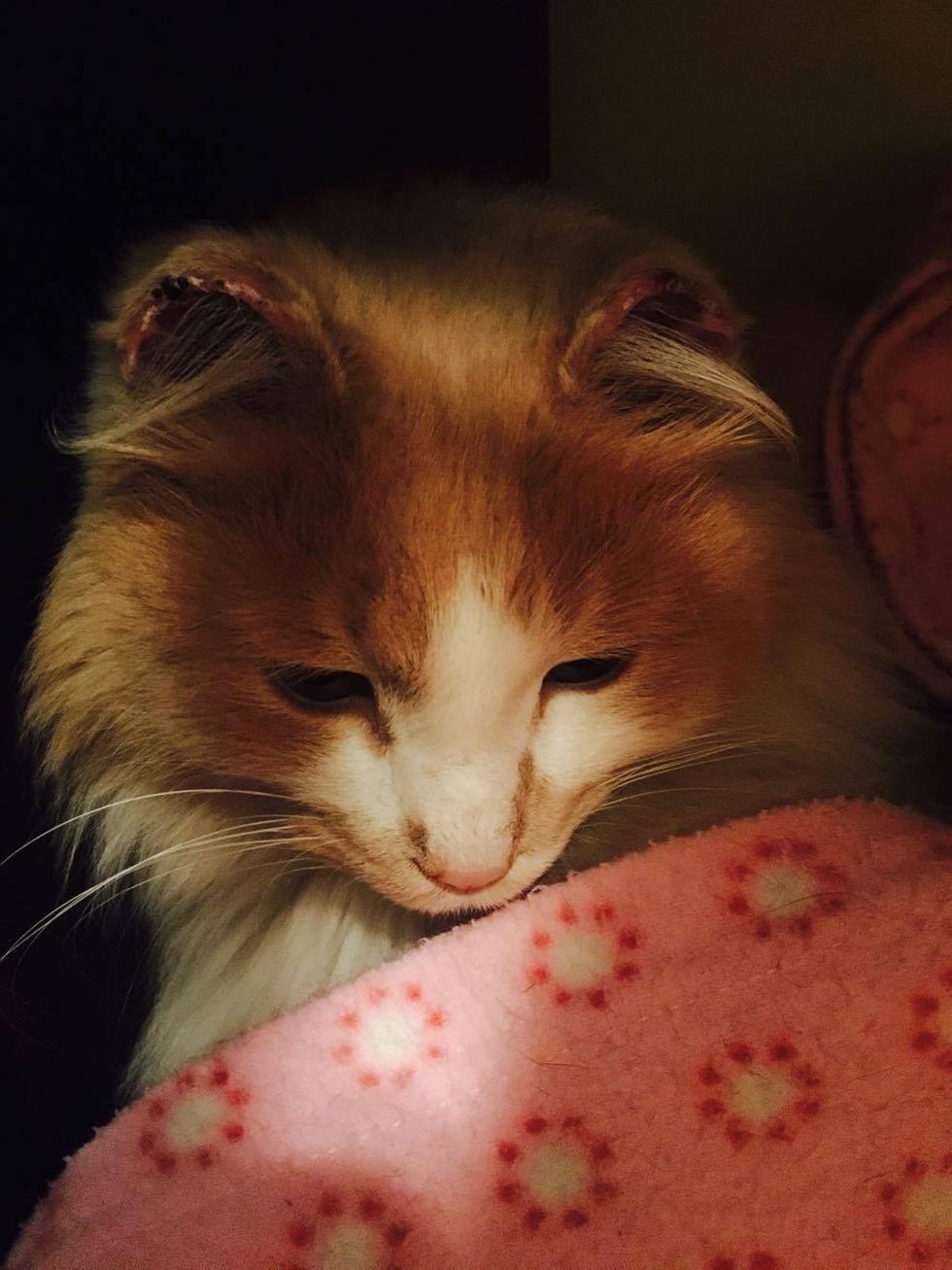 Cat Found Freezing Like 'Statue' in the Cold Can't Stop Thanking His ...