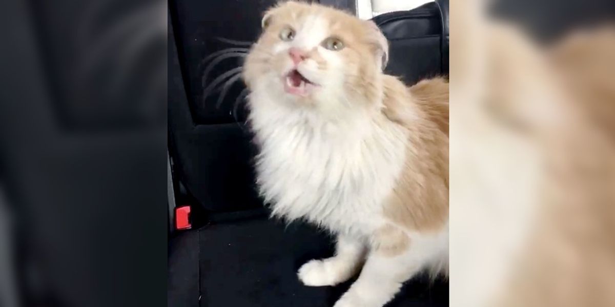 Cat Found Freezing Like 'Statue' in the Cold Can't Stop Thanking His ...