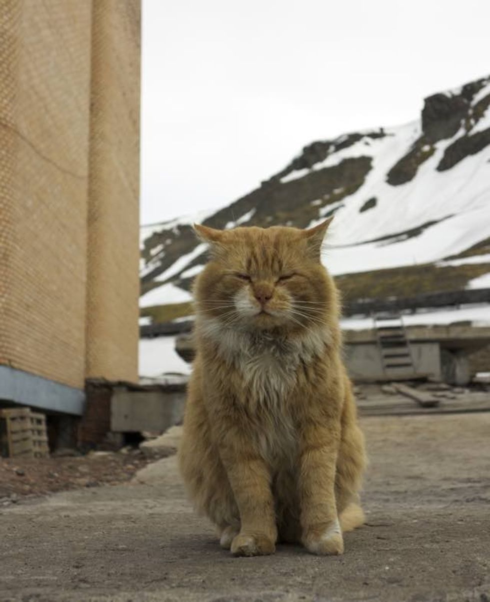 Ginger Cat Registered as Arctic Fox on Paper from Svalbard Archipelago ...