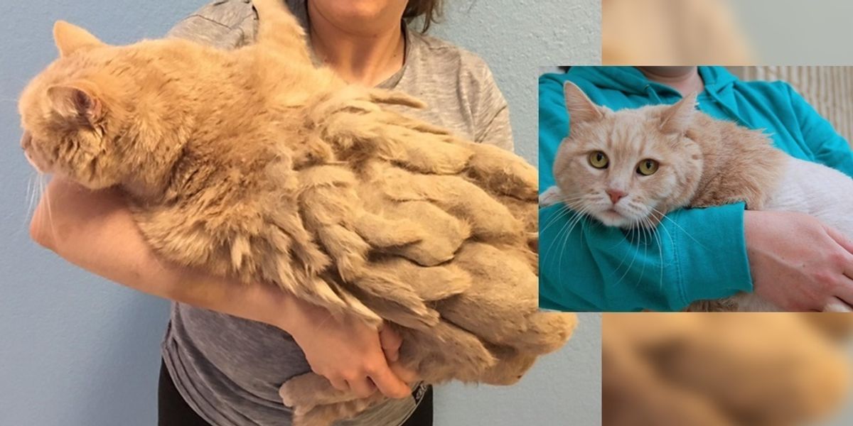 13-year-old Cat is So Thankful to Be Free from Mountain of Knotted Fur ...