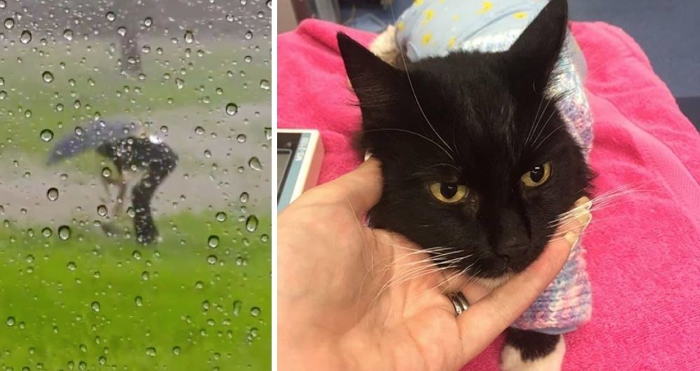 Cat Saved from Drowning in Flood is Brought Back to Life in Tiny ...