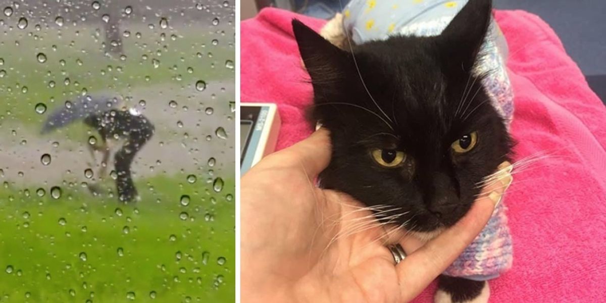 Cat Saved from Drowning in Flood is Brought Back to Life in Tiny ...