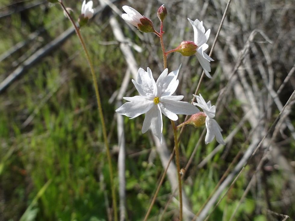 Where to See the Spring Super Bloom in the Bay Area - 7x7 Bay Area