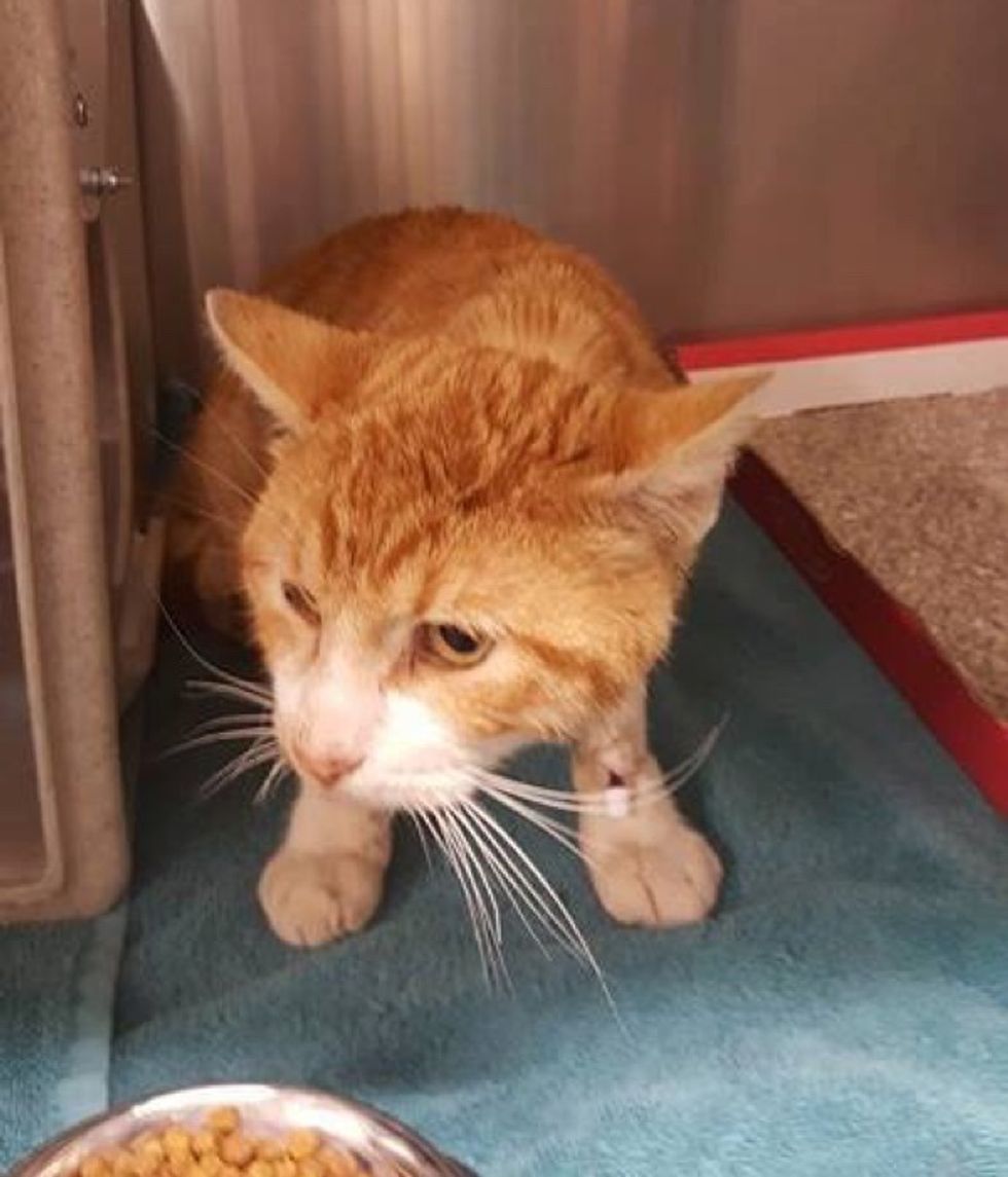 Rescuers Save Cat With Tape Roll Stuck Over Neck and Turn His Life ...