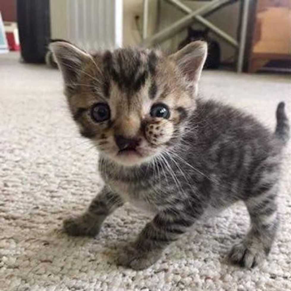 Kitten With Extra Cheek Was Given Up Because He's Different, Now Finds ...