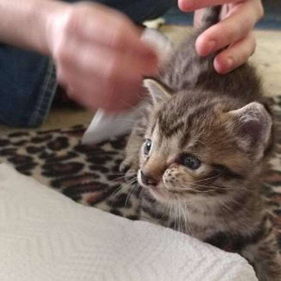 Kitten With Extra Cheek Was Given Up Because He's Different, Now Finds ...