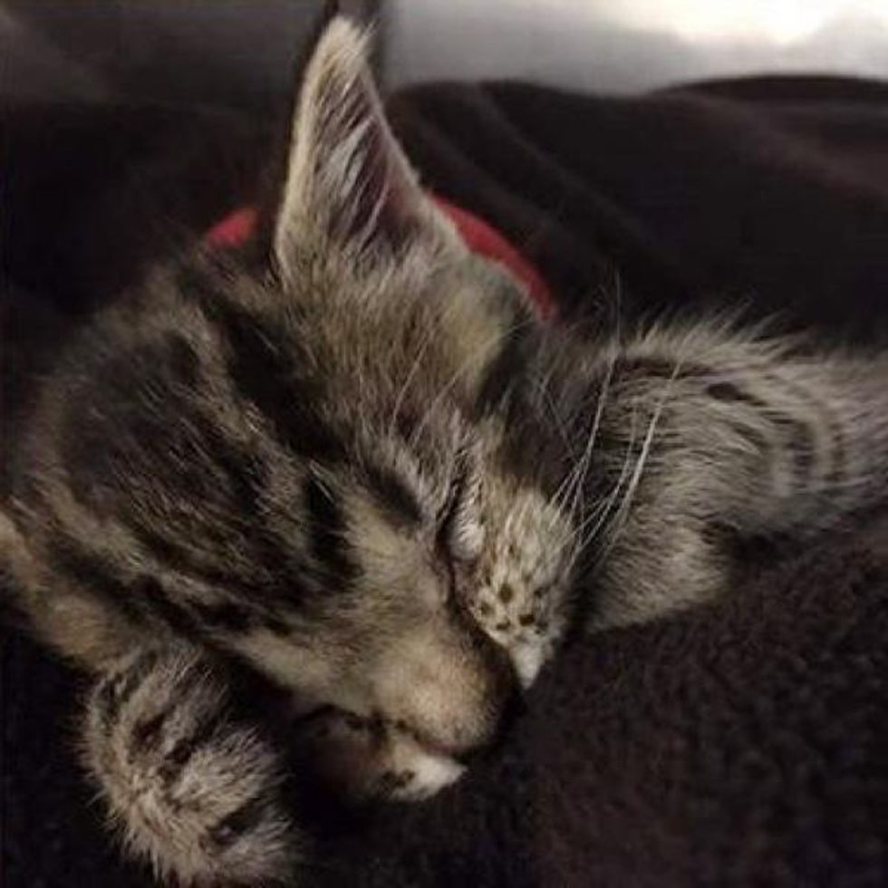 Kitten With Extra Cheek Was Given Up Because He's Different, Now Finds ...