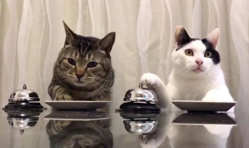 Tabby Cat Taught Feline Friend Bell Trick and Madness Ensues.. - Love Meow