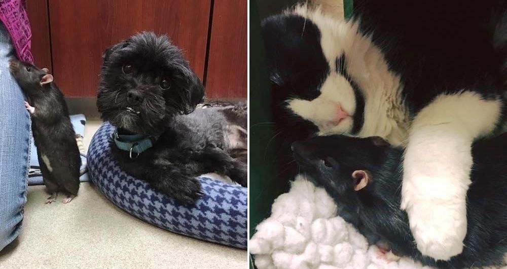 Cat, Dog, Rat Came to Shelter and Couldn't Be Apart, Now A Month Later ...