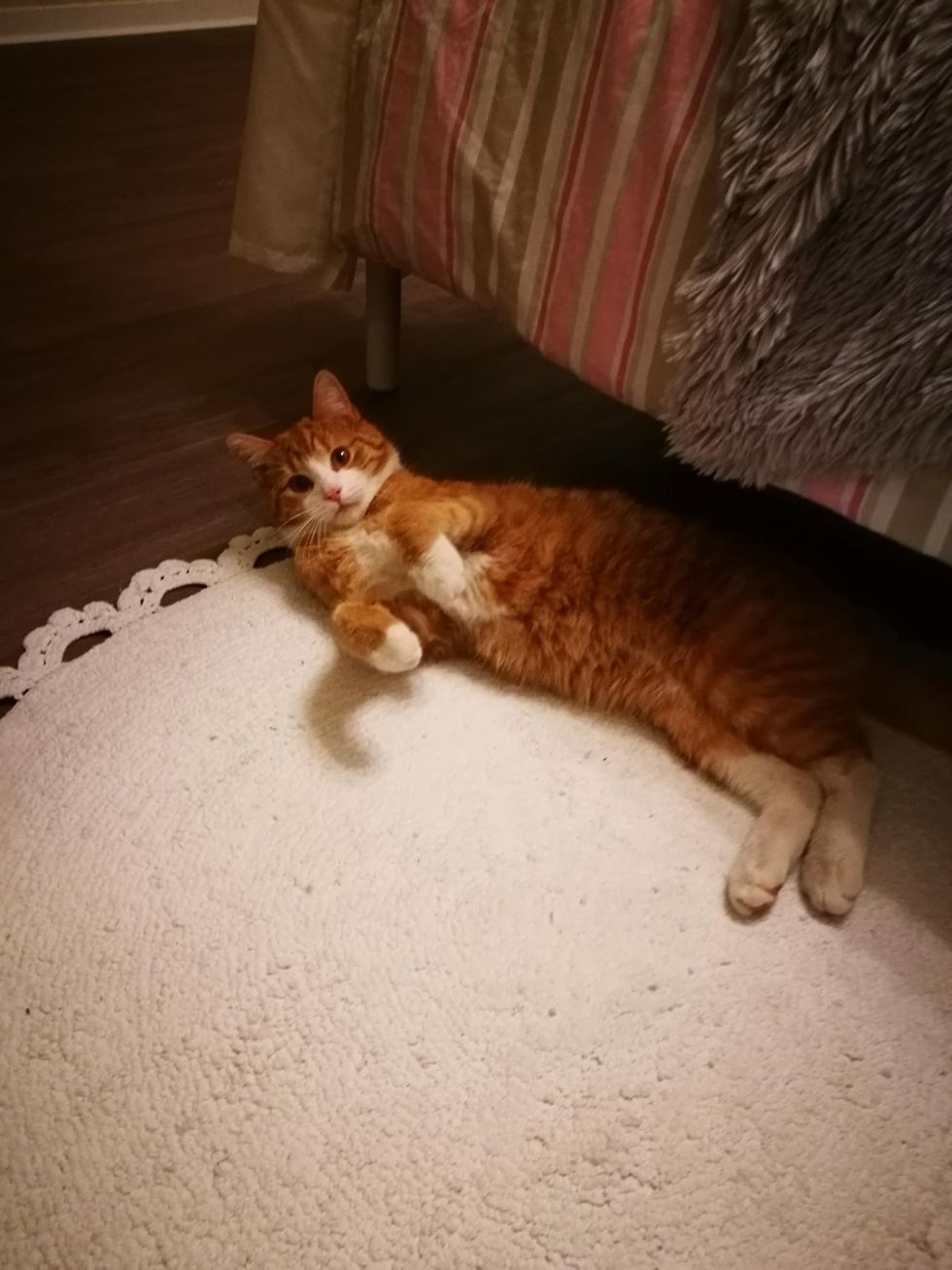 Ginger Cat Saunters Into Subway Train to Take a Nap.. (with updates ...