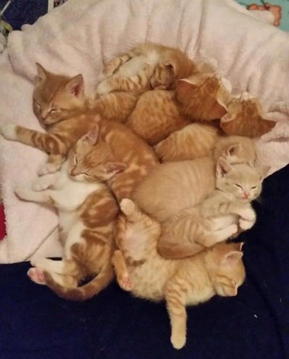 8 Orphaned Kittens Found Huddled Up for Warmth Are Turned Around by ...