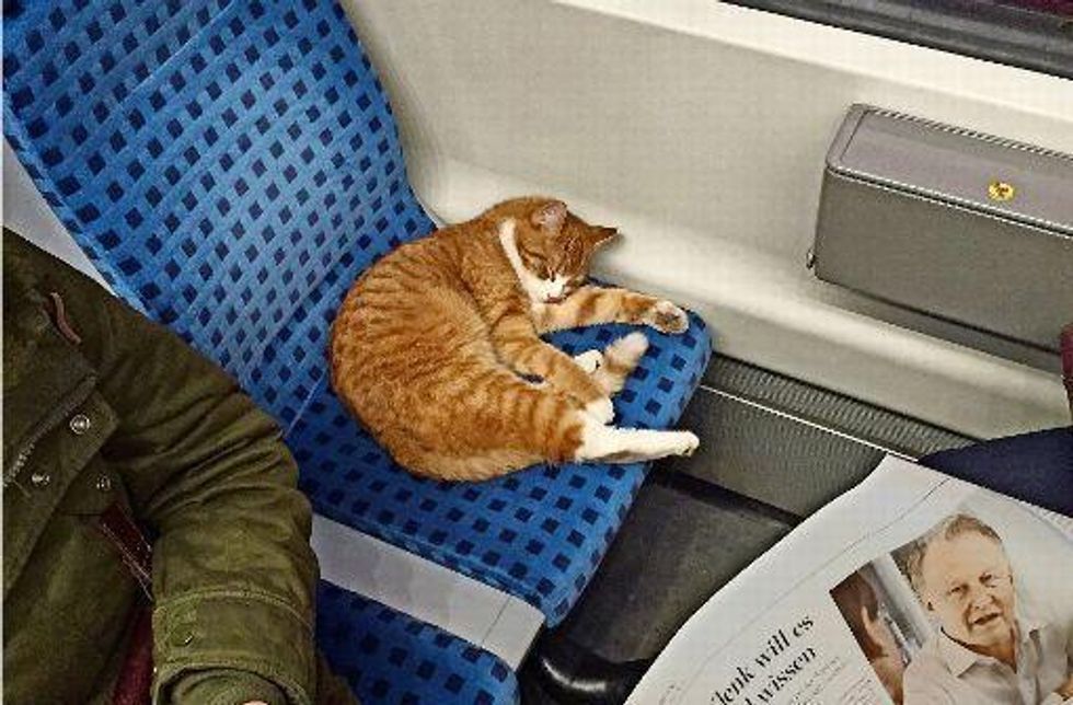 Ginger Cat Saunters Into Subway Train to Take a Nap.. (with updates ...