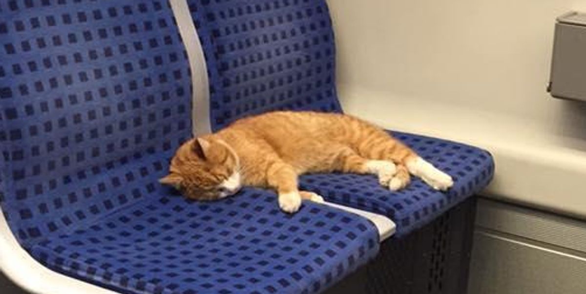 Ginger Cat Saunters Into Subway Train to Take a Nap.. (with updates ...