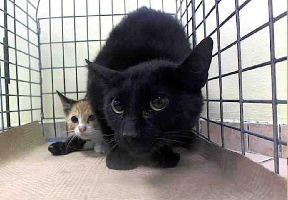 No One Wanted This Fearful Cat But Woman Took Her Home and Changed ...