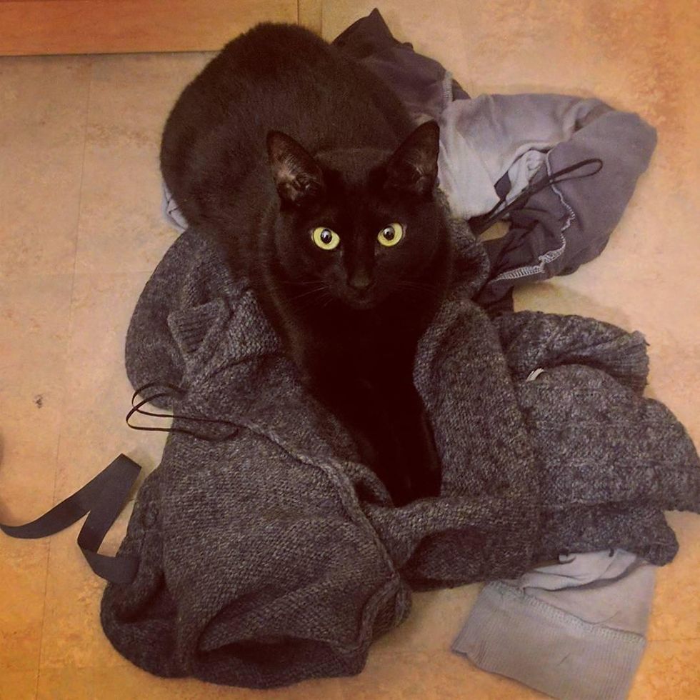 No One Wanted This Fearful Cat But Woman Took Her Home and Changed ...