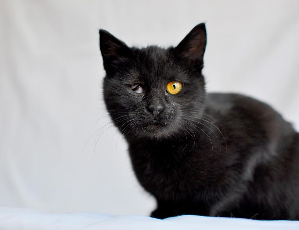 Kitten with 'Imperfect' Eyes is Thankful to Be Saved Along with Her ...