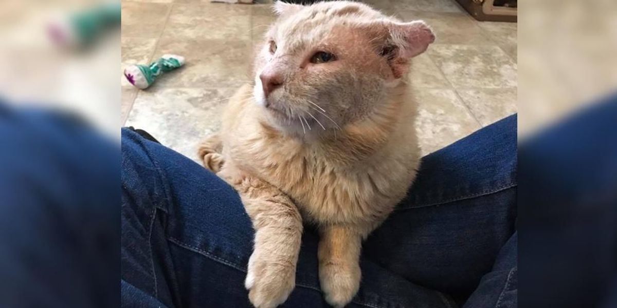 Cat Who Lived a Hard Life on the Street Can’t Stop Thanking Rescuers ...
