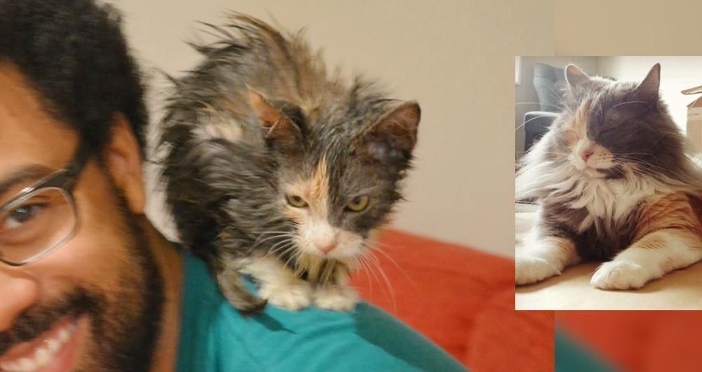 Kitten Who Was Brought Back from the Brink, Clings to Her Rescuers, Now ...