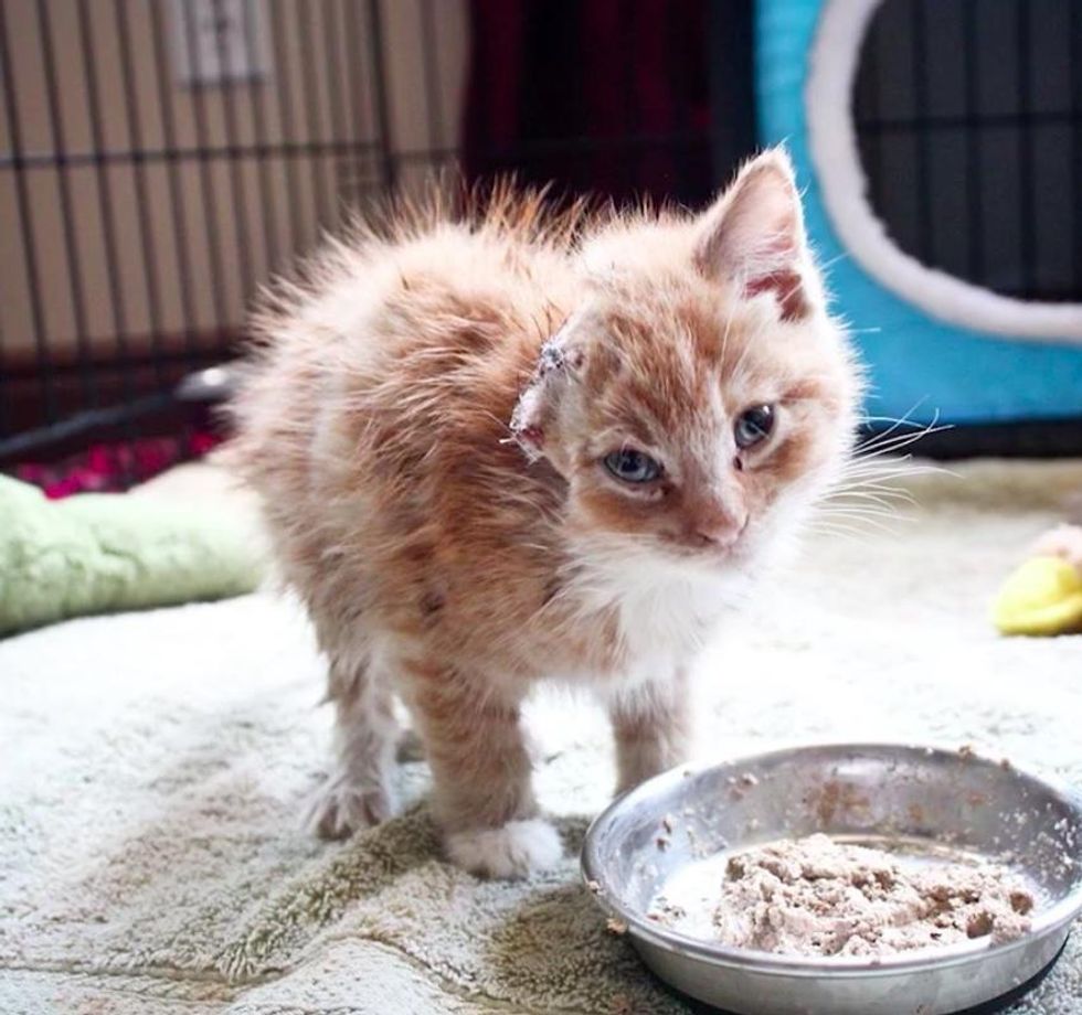 Tiny Kitty Who Lost an Ear Finds Love and All He Wants is to Cuddle ...