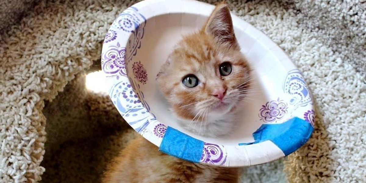 Tiny Kitty Who Lost an Ear Finds Love and All He Wants is to Cuddle ...